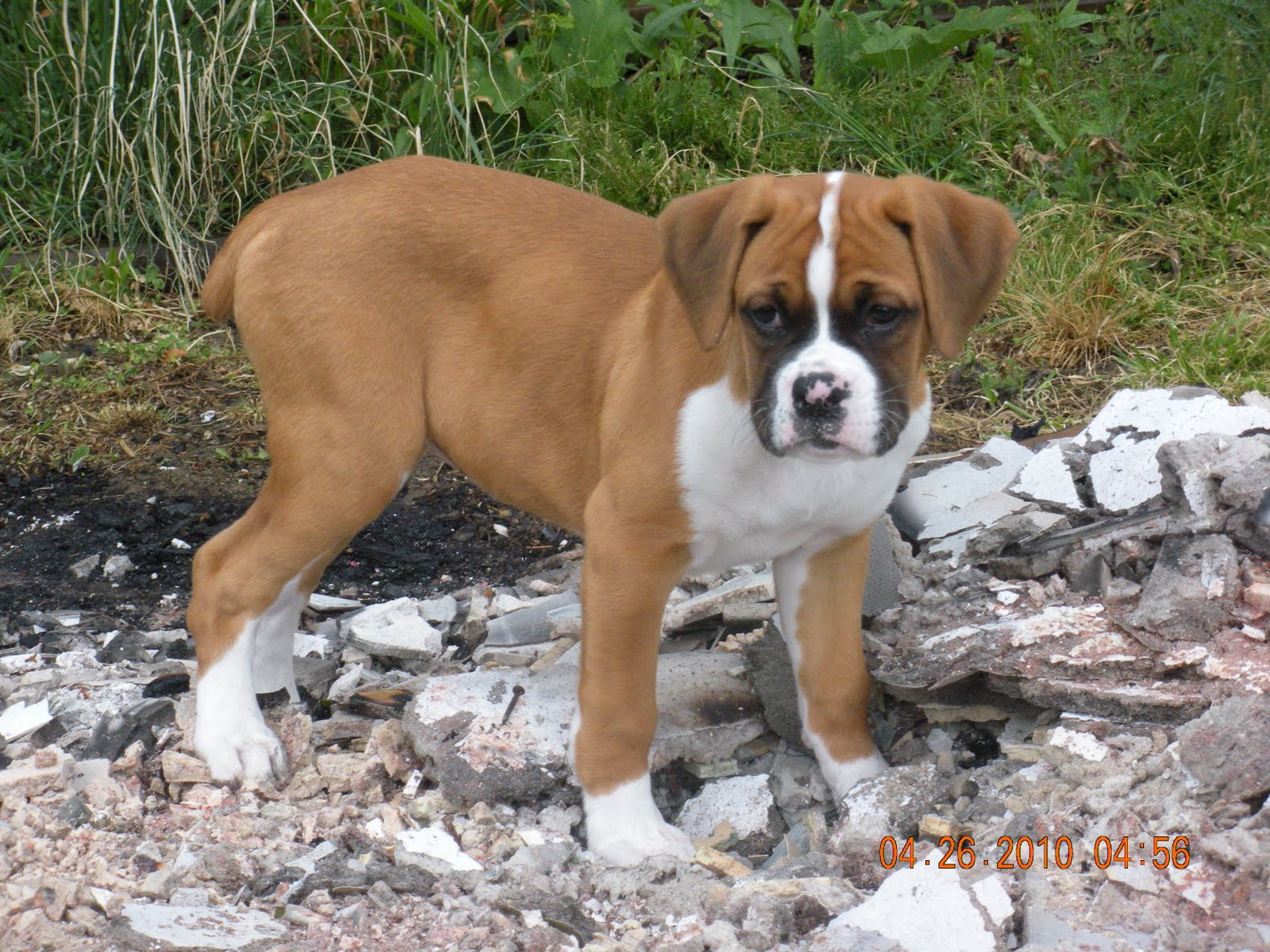 Lucy, Duke & Their Humans: Little Boxer- Big Boxer Attitude!