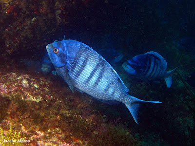 FOTOSUB Jacobo Alonso: PARGO AZUL