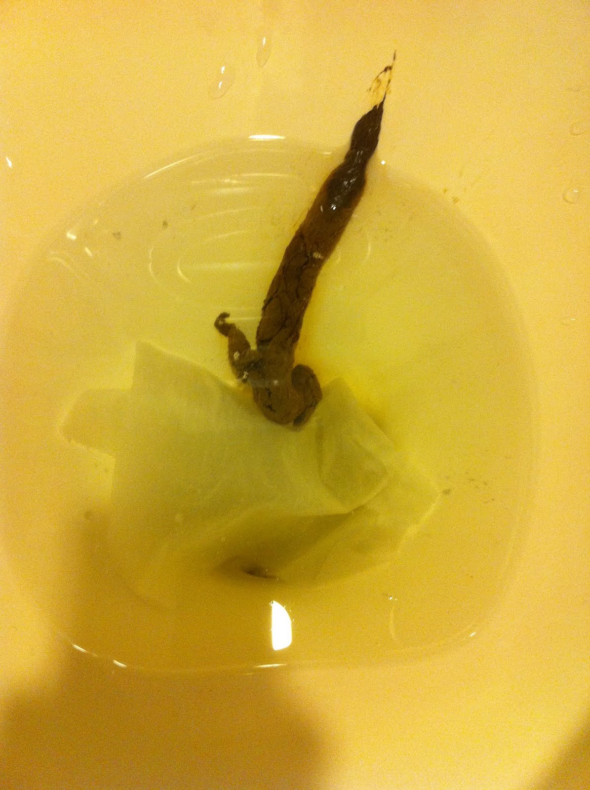 The Shit Project: Different feces, different fates