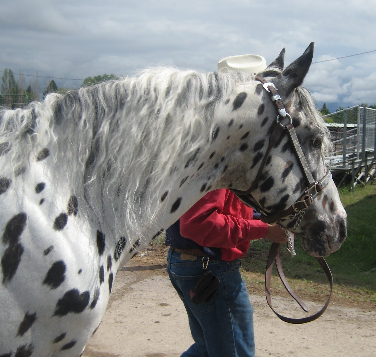 Rolling Thunder: Foundation Black Leopard Appaloosa Stallion