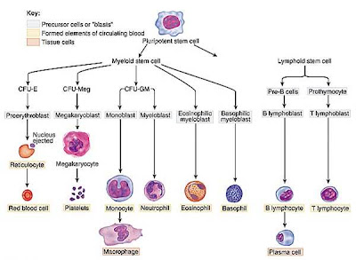 Haemopoiesis (Formation of blood cells) | Chlinical Pathology
