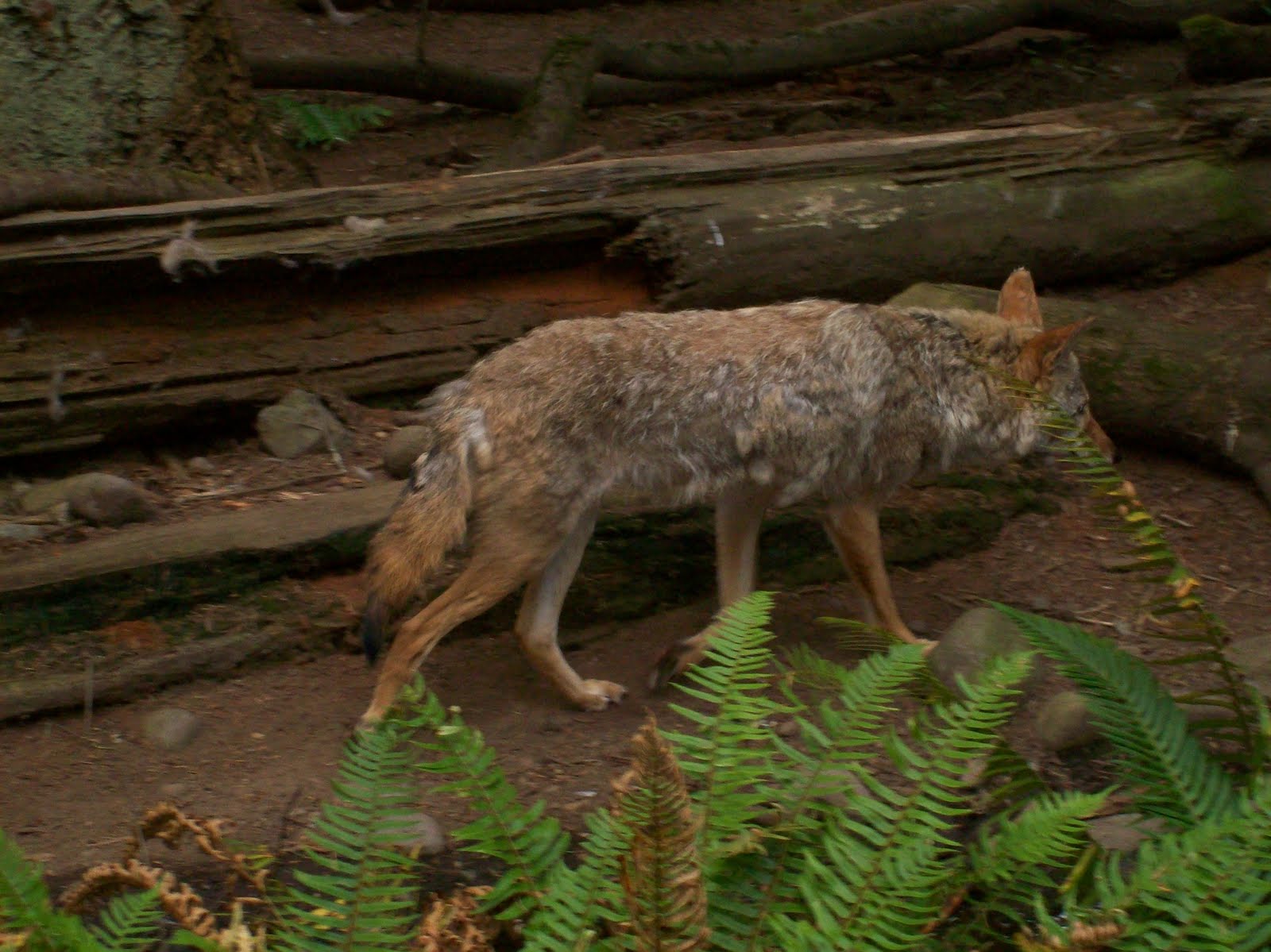 Life: Be In It!: Northwest Trek July 2010