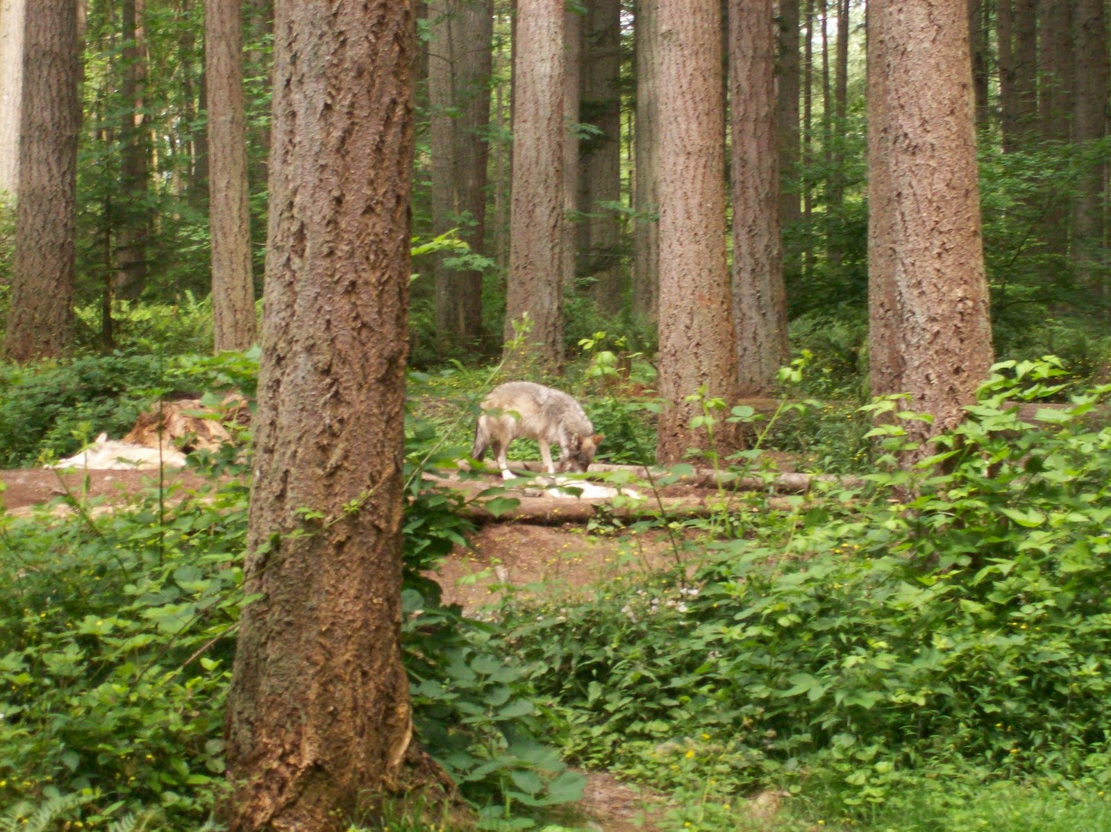 Life: Be In It!: Northwest Trek July 2010