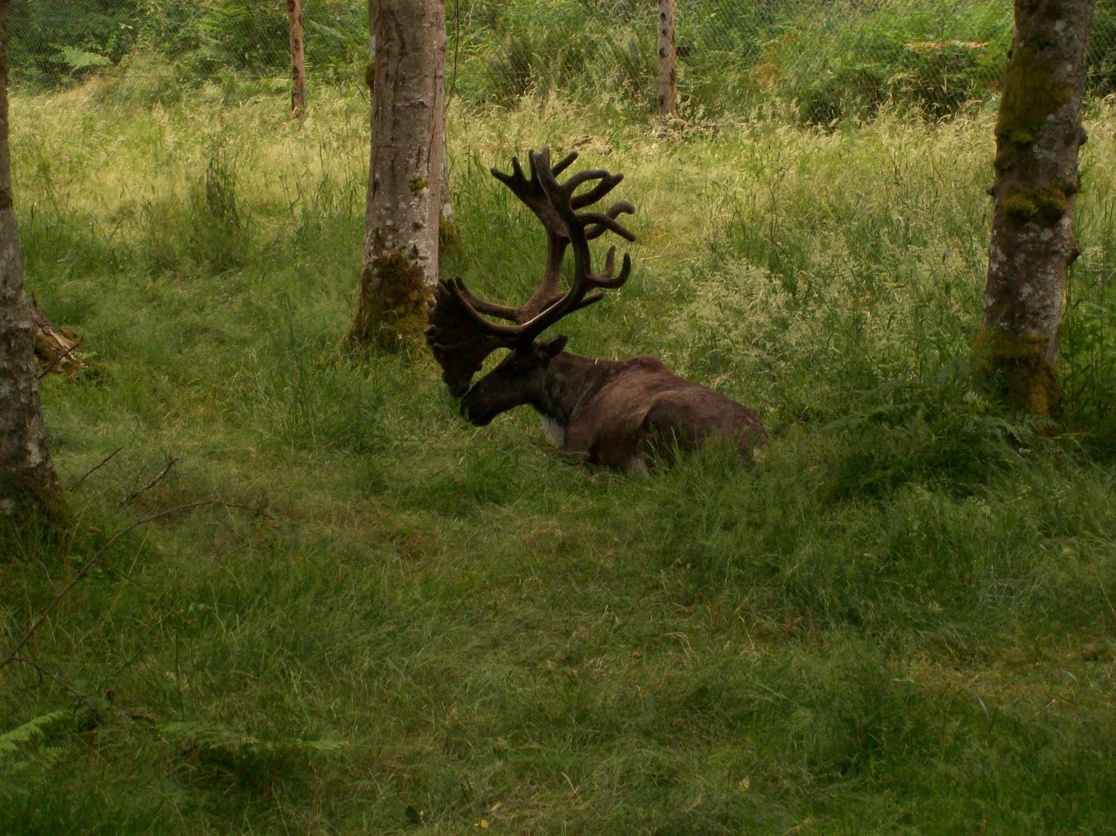 Life: Be In It!: Northwest Trek July 2010