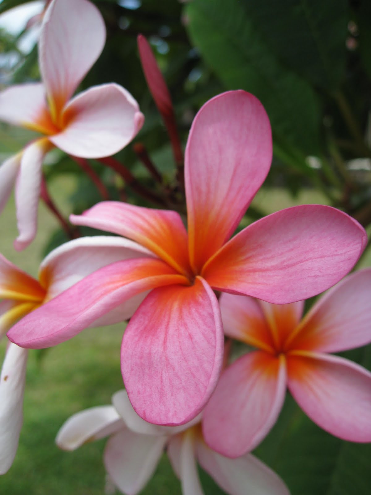 Lindsay and Jarrod Go to Hawaii: More Hawaii Flora