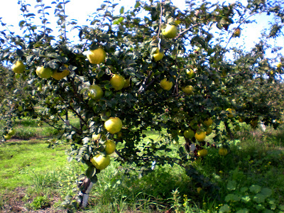Gourmet Girlfriend: Quince Paste (Membrillo) from Tree to Table