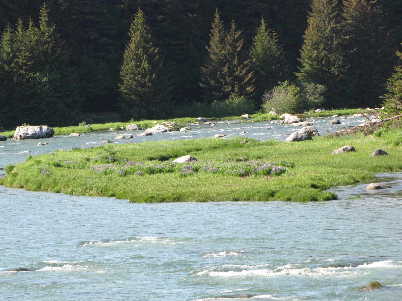 SUMMER CAMP HAINES ALASKA 2010: CHILKOOT RIVER & FISH WEIR