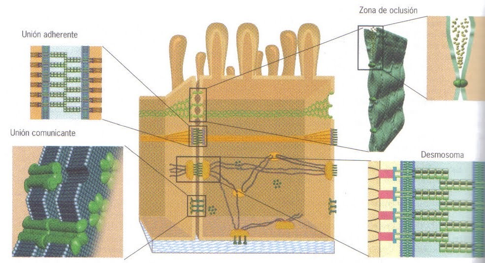 Membrana celular: Uniones celulares