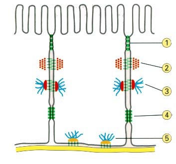 Membrana celular: Uniones celulares