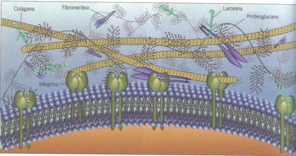 Membrana celular: Matriz extracelular