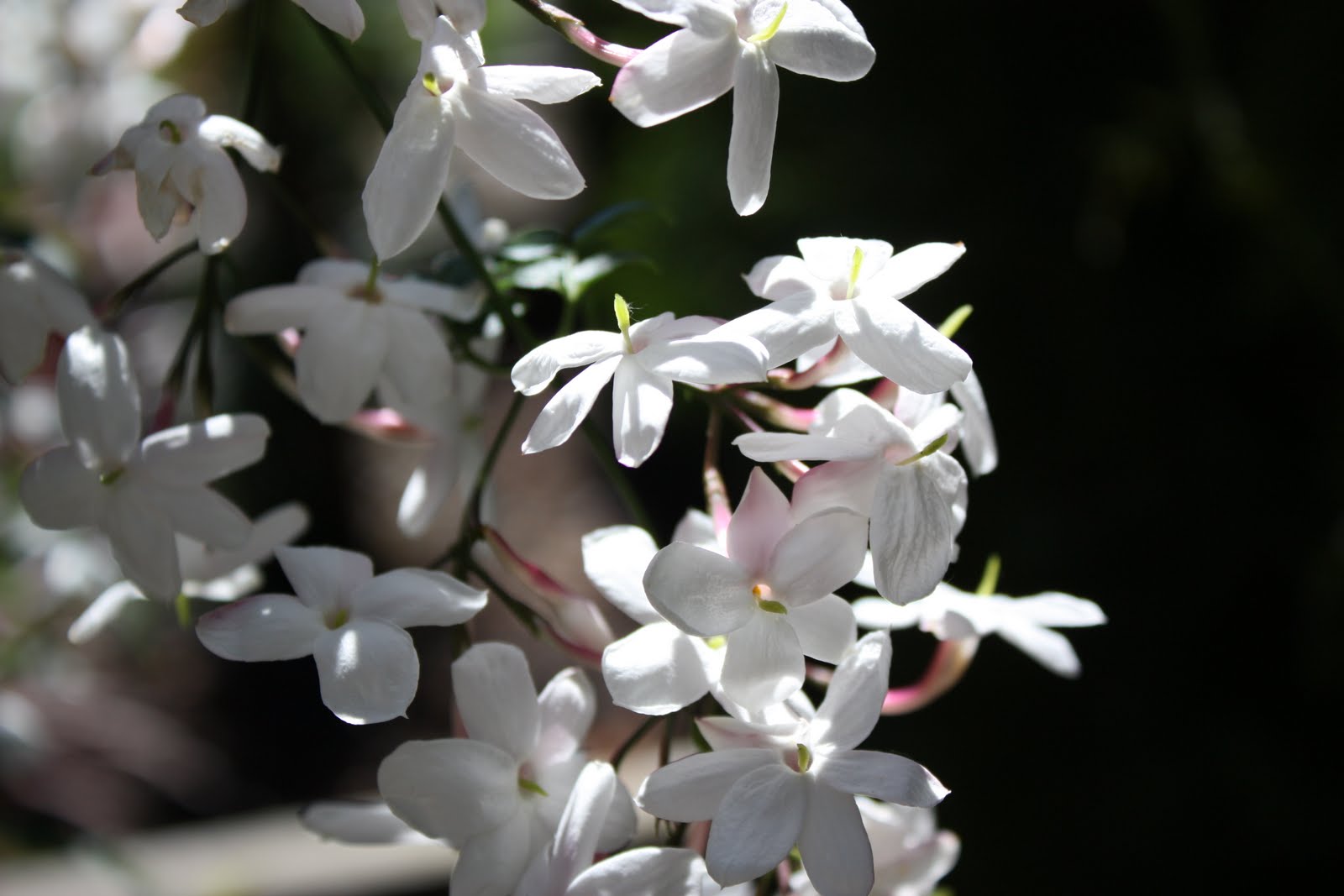 Flowers in His Garden: A Sovereign Protector