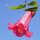 4mitosyleyendas: El Copihue y los enamorados.