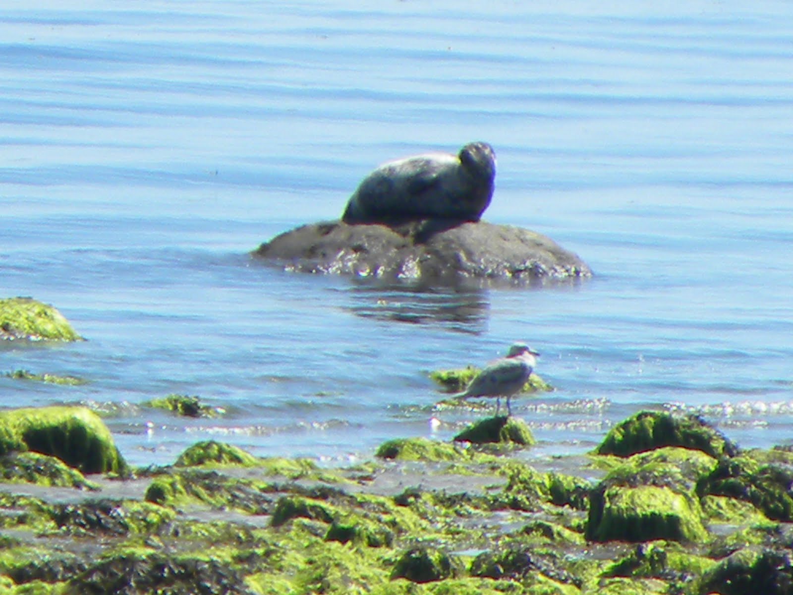 Qualicum Landing - A Luxury Waterfront Community