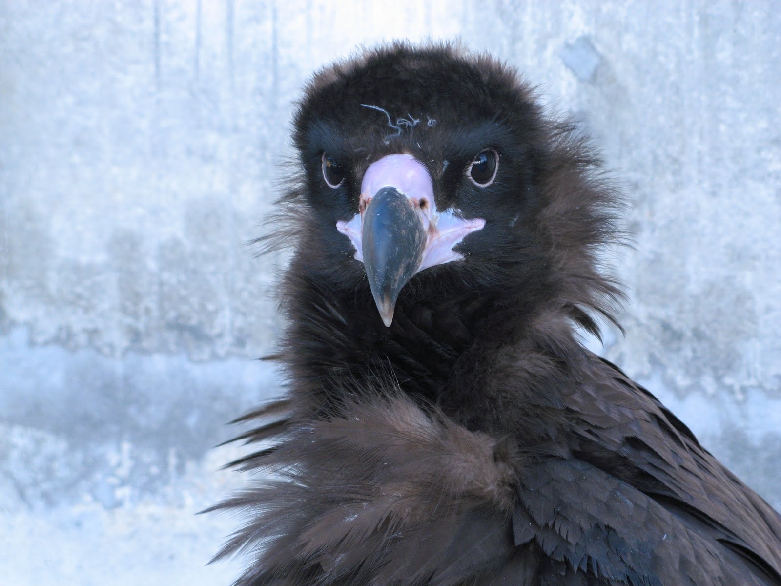Espécie do mês de Junho: Abutre-preto