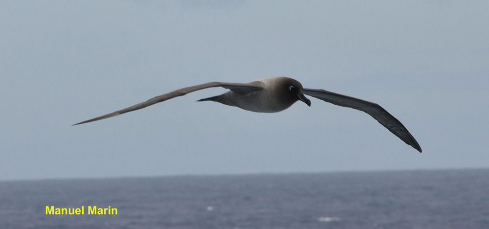 MV FRAM EXPEDITION BLOG: Drake Passage