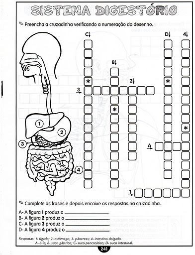 Professora Marlene Silva: ATIVIDADES DE CiÊNCIAS 6...SISTEMA DIGESTÓRIO ... Professora Marlene Silva: ATIVIDADES DE CiÊNCIAS 6...SISTEMA DIGESTÓRIO ...