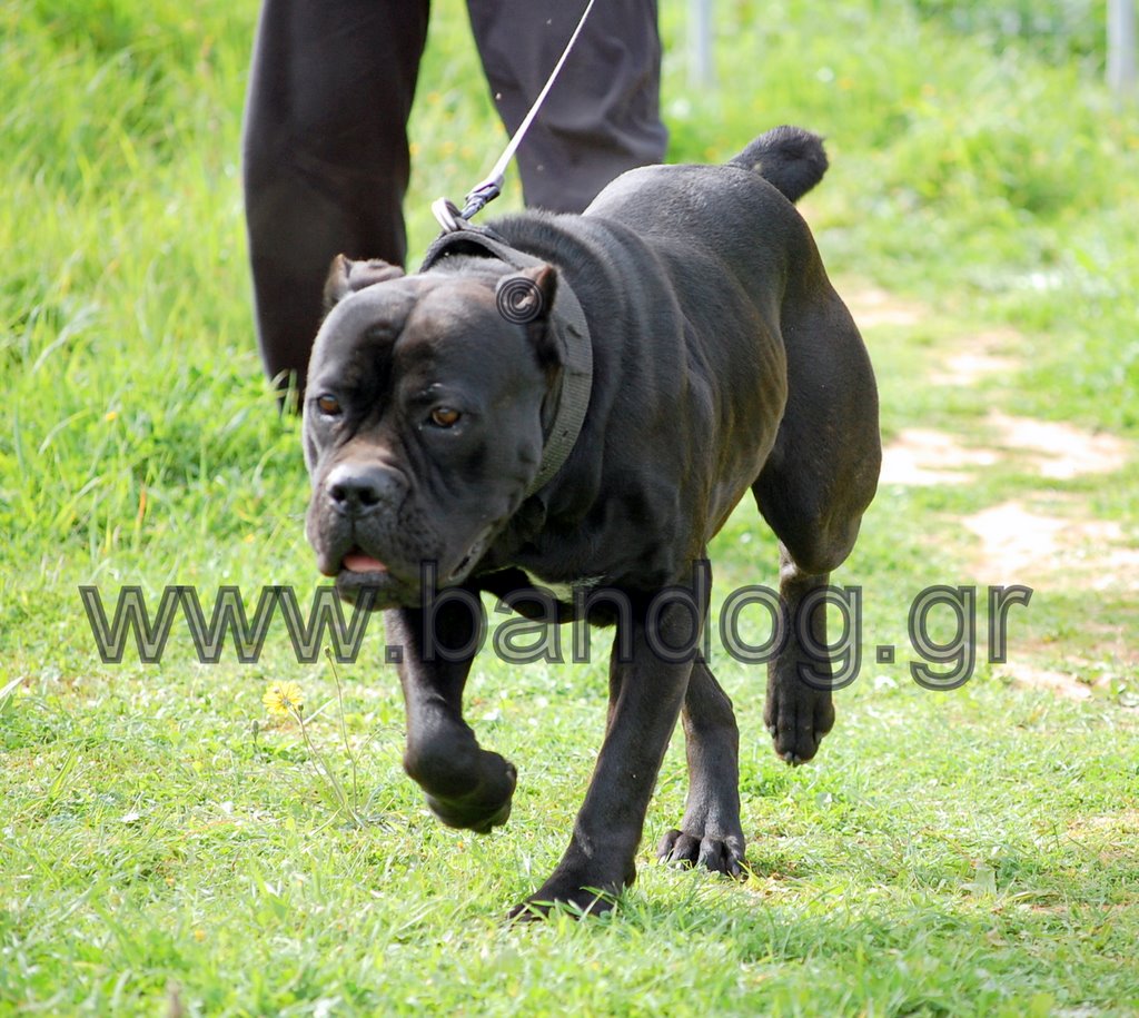 Dogue De Bordeaux Cross Bandog