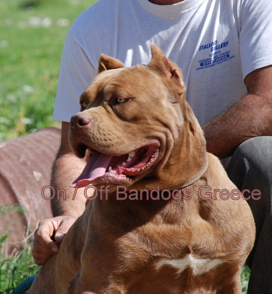 What Breeds Make A Bandog