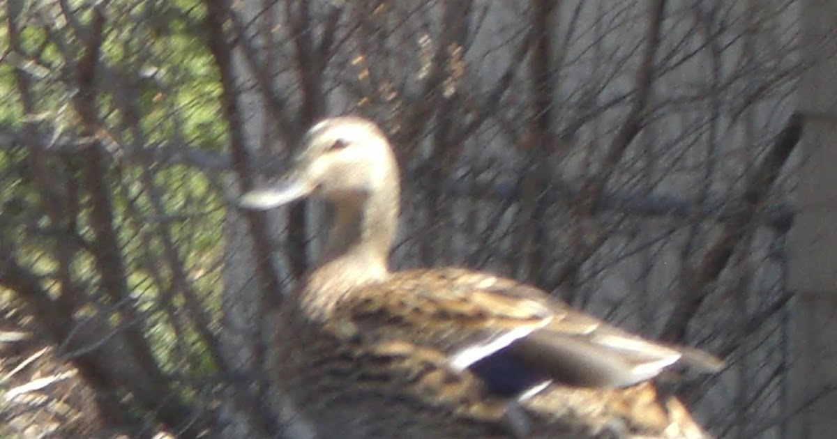 Mommy's Nest: WW - Working from home in the wildlife refuge