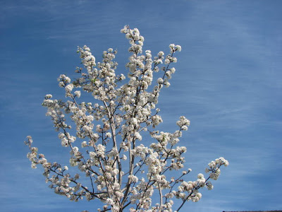 Musafir's Musings: The Seasons: Flowers of Spring 2009