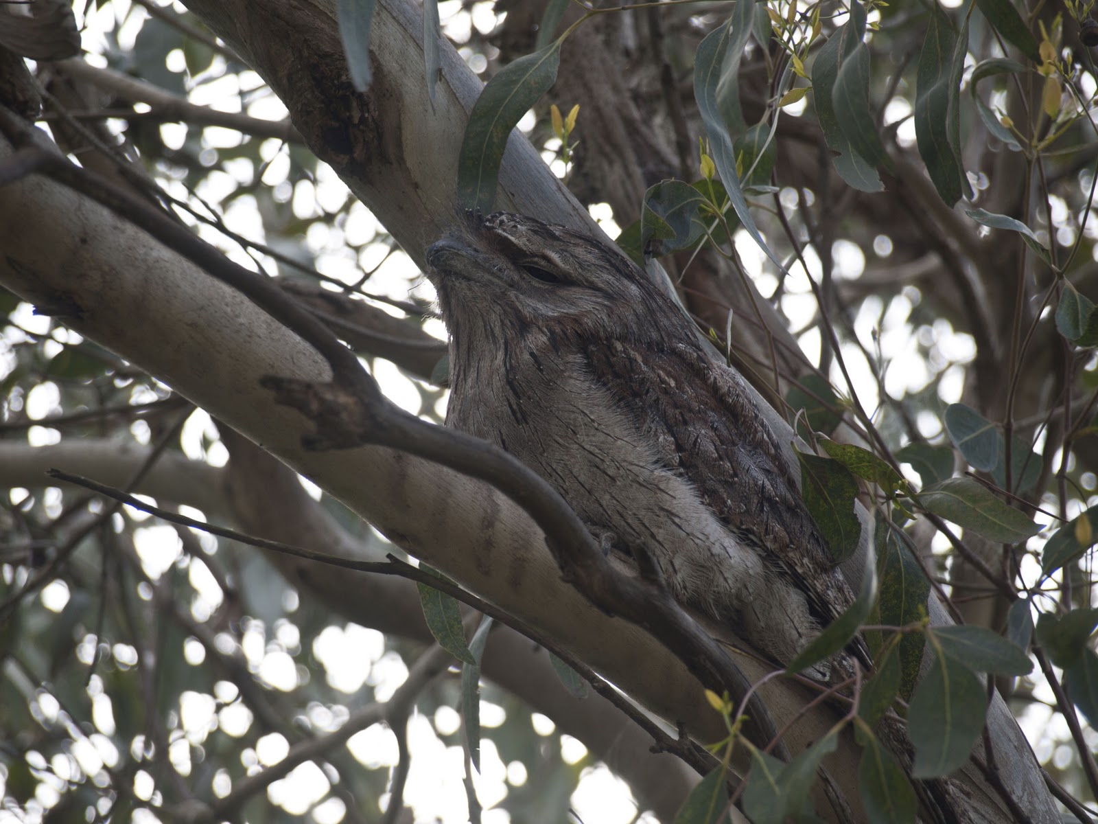 Notes on an Aria: A Flower Faery, Special Friends & a Tawny Frog ...
