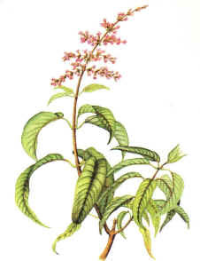 buenos días: CEDRÓN Lippia triphylla