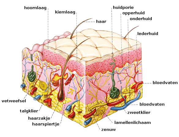 Gezondheidsweb: Huid