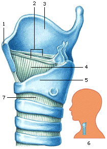 eyebrow hair loss: Keel, neus en oren