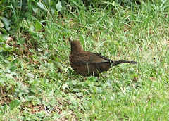 Friends of the Terryland Forest