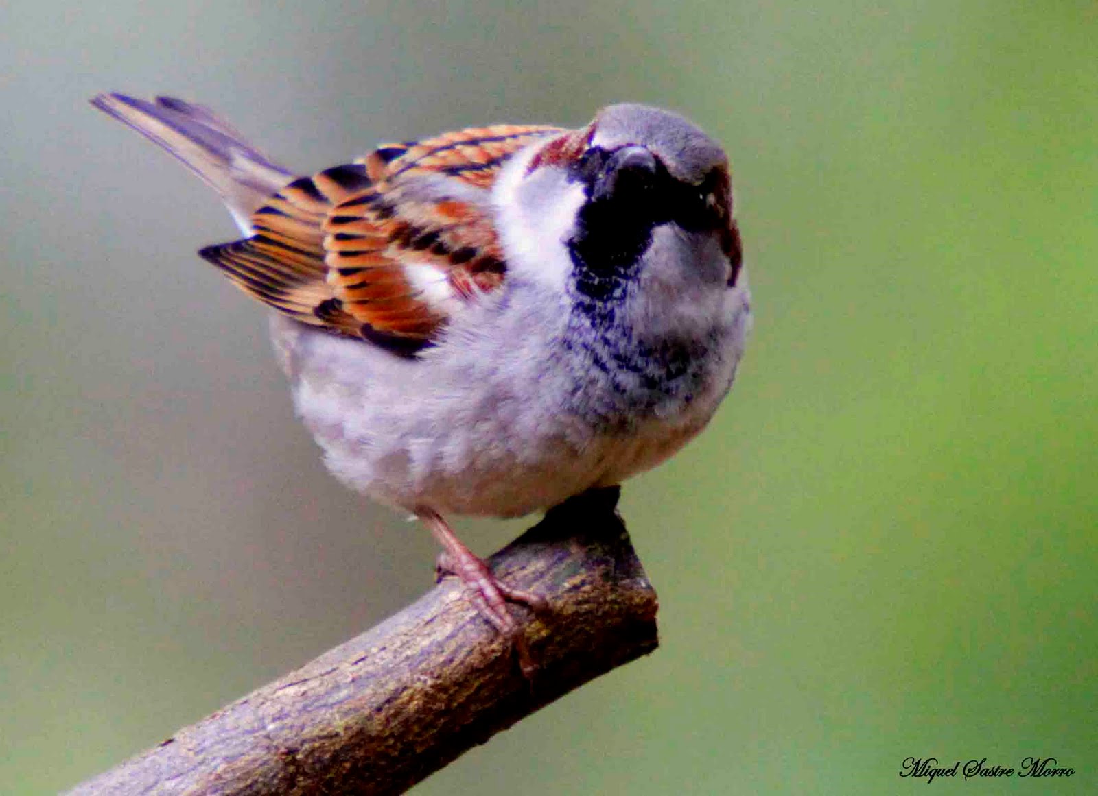 VIVE LA NATURALEZA: GORRIONES COMUNES