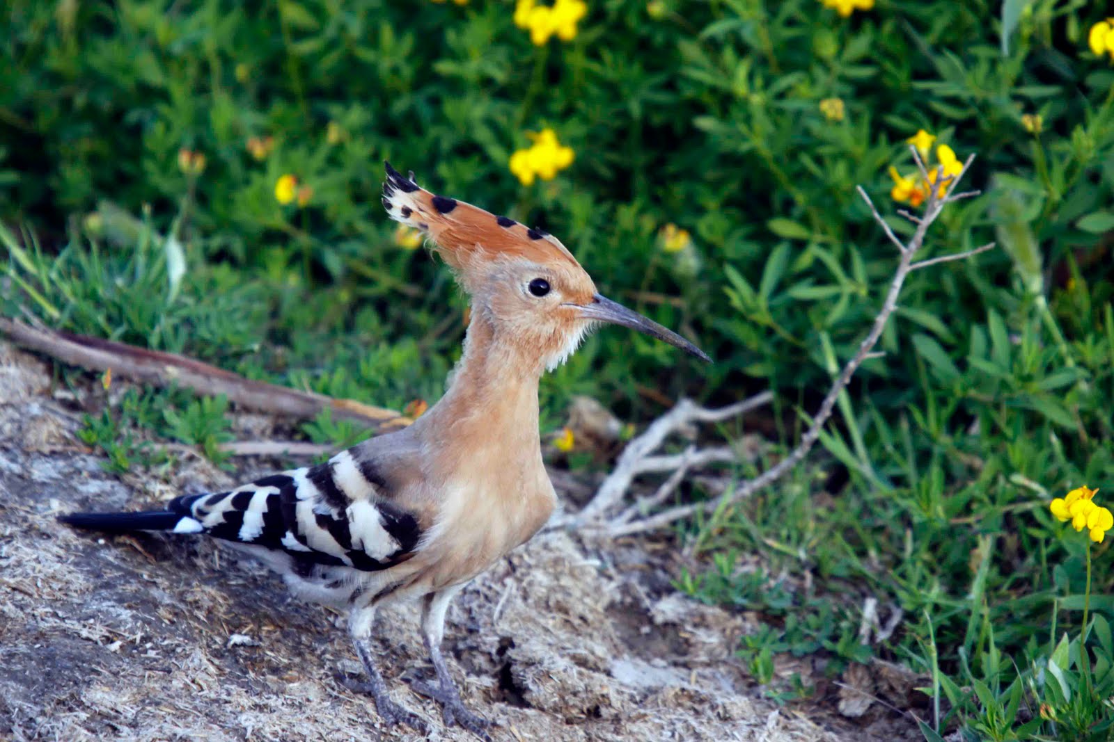 VIVE LA NATURALEZA: ABUBILLAS