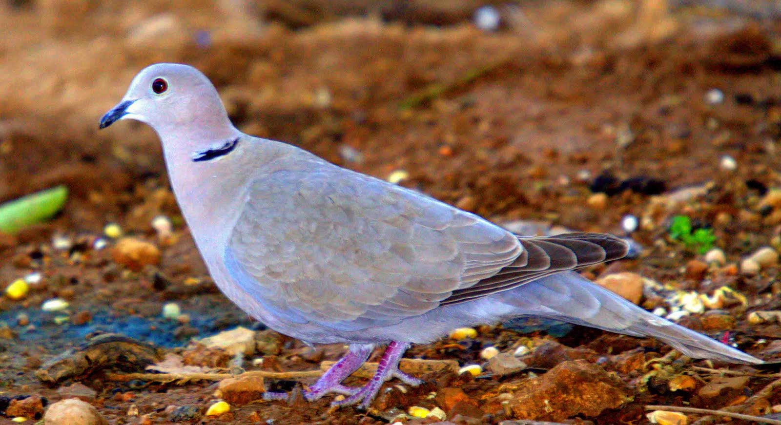 VIVE LA NATURALEZA: TÓRTOLA TURCA