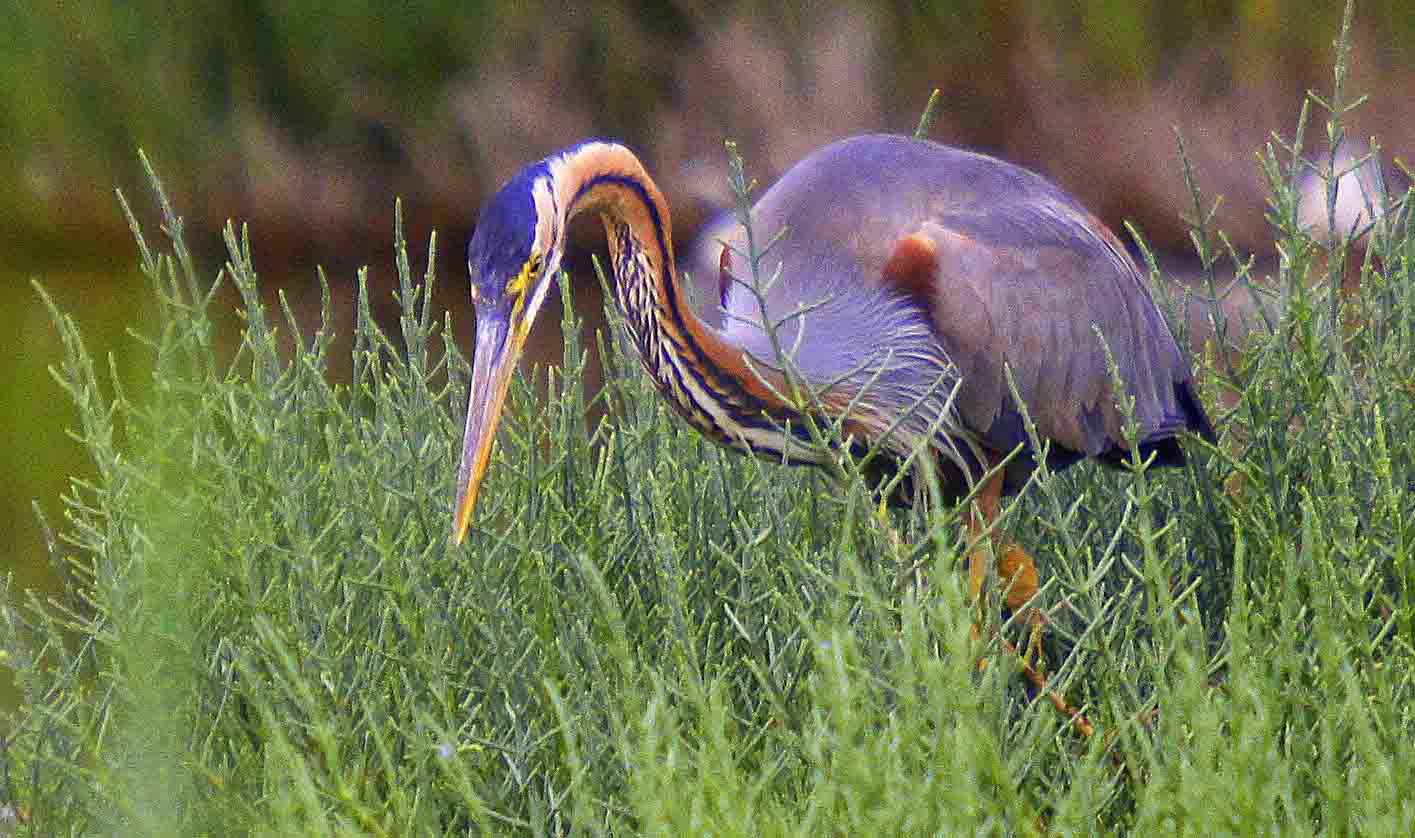 VIVE LA NATURALEZA: GARZA IMPERIAL