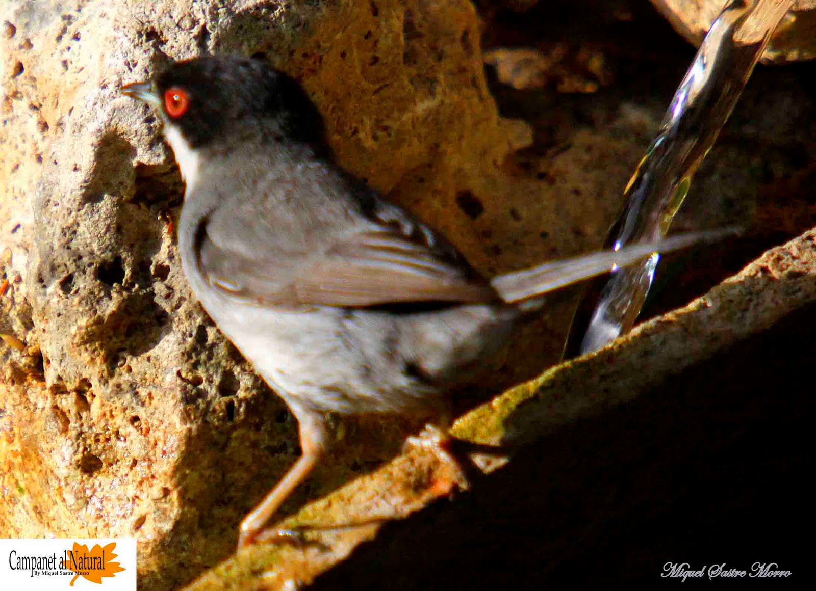 VIVE LA NATURALEZA: CURRUCA CABECINEGRA