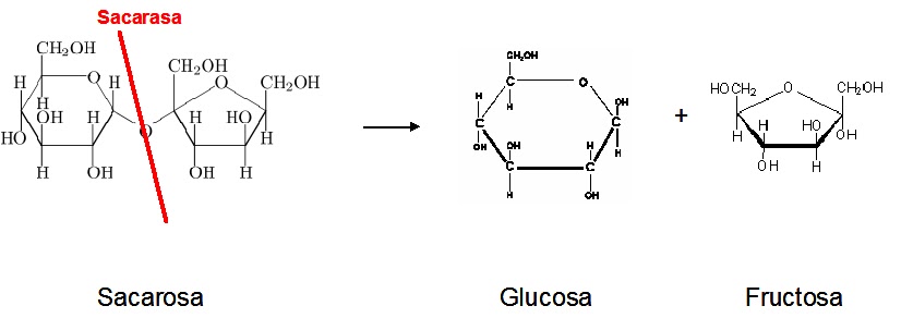 Déficit de Lactasa y Déficit de Sacarasa-Isomaltasa: Entendiendo qué es ...