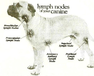 geetasharmavet: LYMPHOMA IN DOG