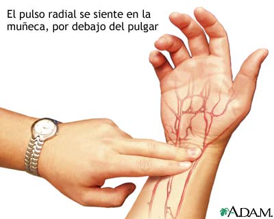 ENTORNO MÉDICO: Pulso arterial