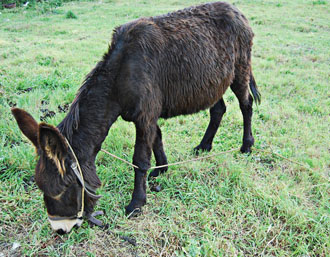 WEBRELATIVA.COM: El burro y sus curiosidades