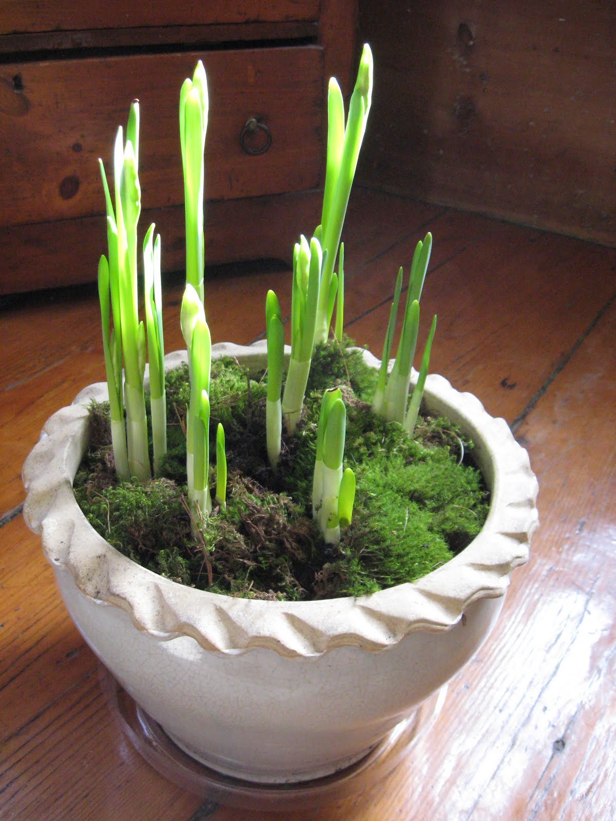 she's in the kitchen: lemon candy cane cookies