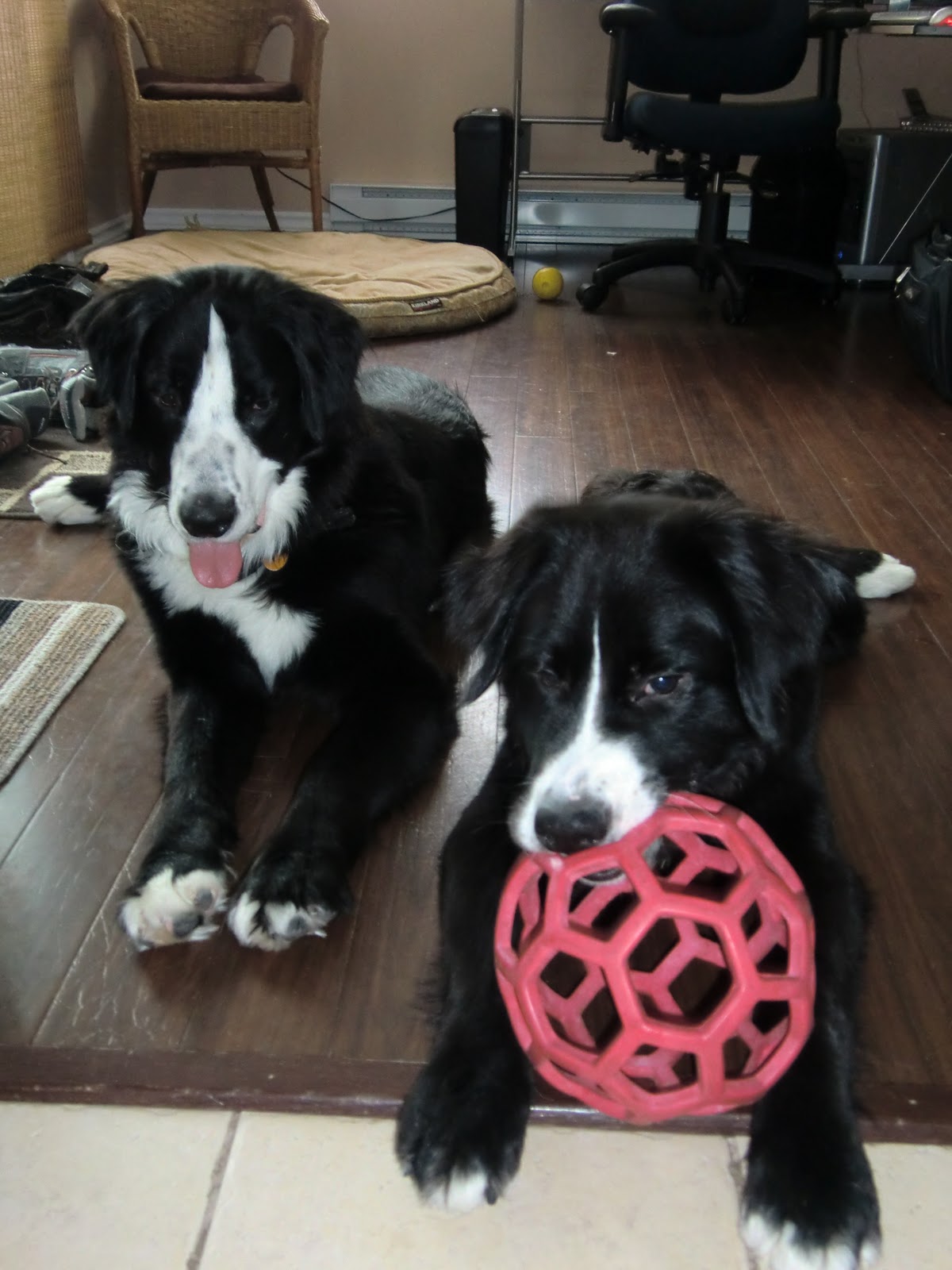 Le blog à Kyra, bouvier bernois: Opération gardiennage : Félix, chien MIRA!