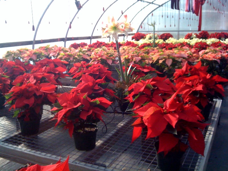 Christmas Blooms – This Old House 2