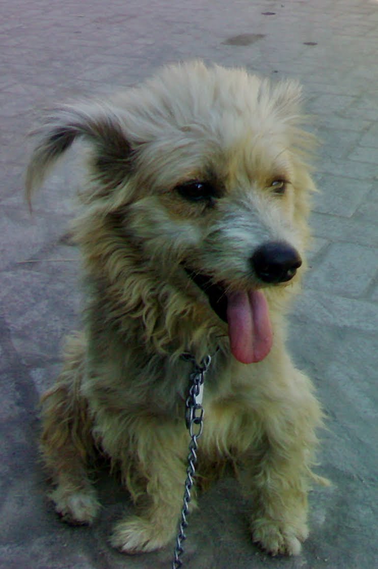 Rambo, boneka yang bisa menggonggong - MEIKE KAROLUS