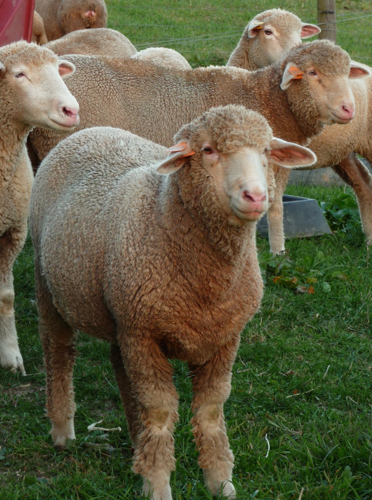 Wild Rose Farm: October 2010