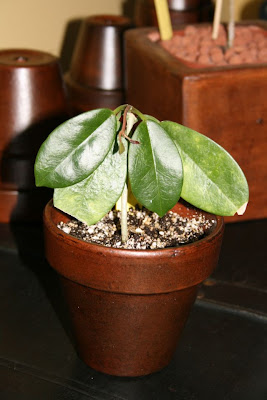 Hoyas: Hoya Australis sp. Keysii