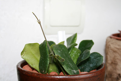 Hoyas: Hoya Lyi o Hoya sp. Square