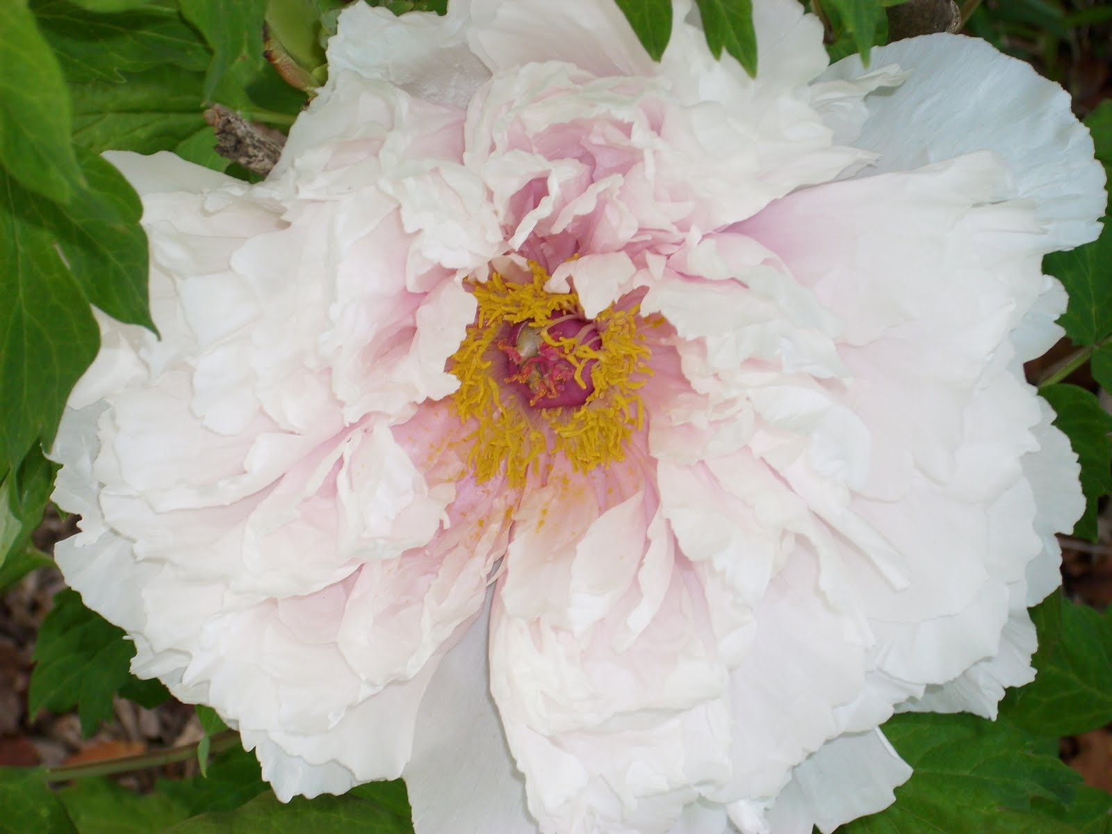 Peonies & Magnolias: Whites in the Garden