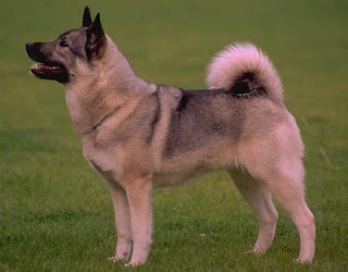 Elkhound Noruego ~ Perros