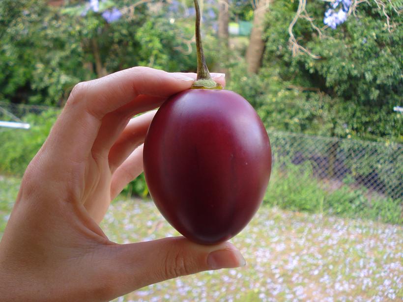 Vegan food for the hungry student: Fruit of the Month - Tamarillo