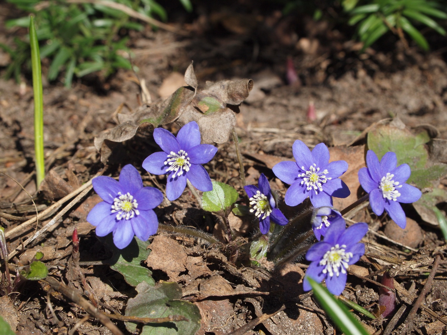 Paradiset: Vårblommor