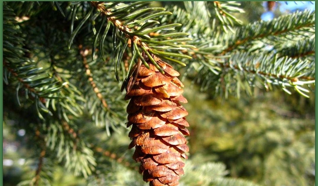 White Spruce Cone